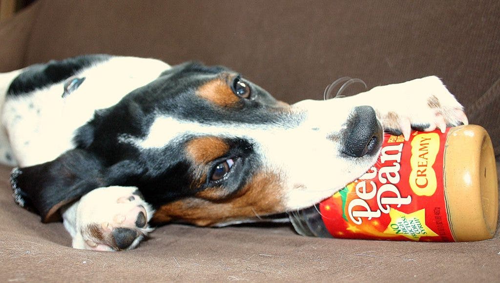 Beating Those Dog-Gone Winter Blues | White Lake, MI Patch