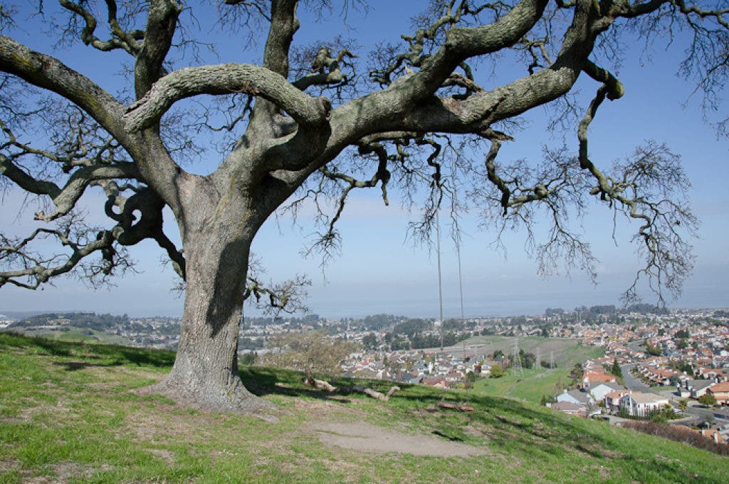Viewfinder: Pinole Fire Trail Part 2 | Pinole, CA Patch