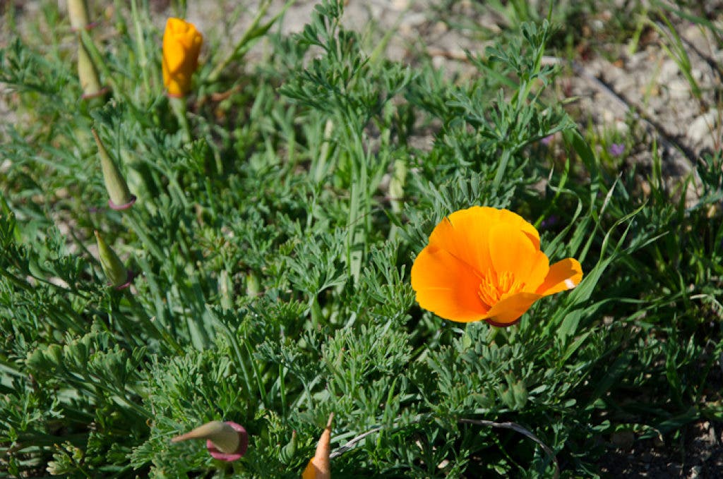 Viewfinder: Pinole Fire Trail Part 2 | Pinole, CA Patch