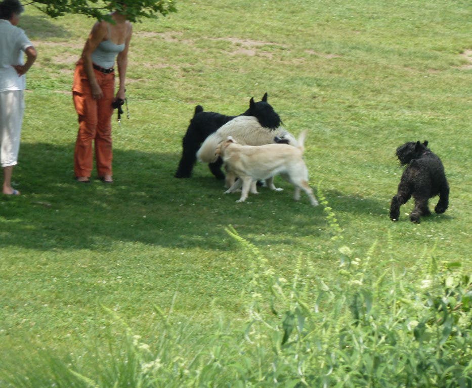 Neighbors/Critics Of 'Unofficial' Dog Park Feel Ostracized | Stonington ...