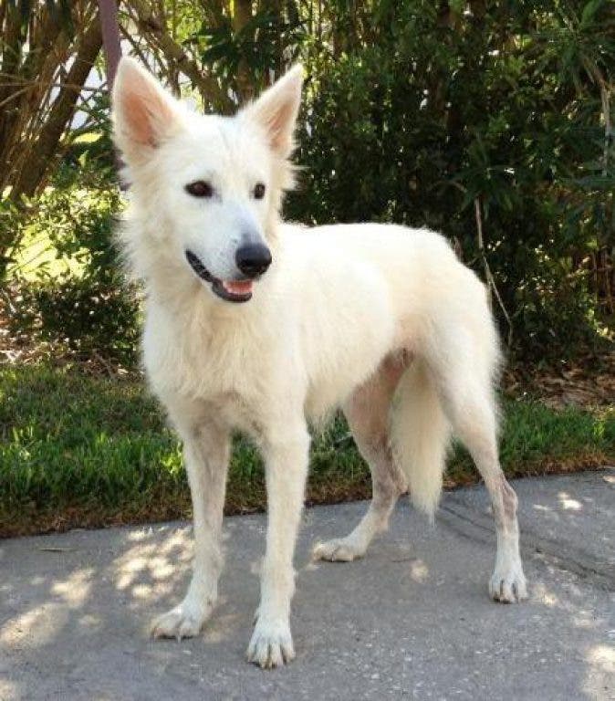 Previously Neglected Pure White Shepherd Seeks Home | Bloomingdale, FL ...