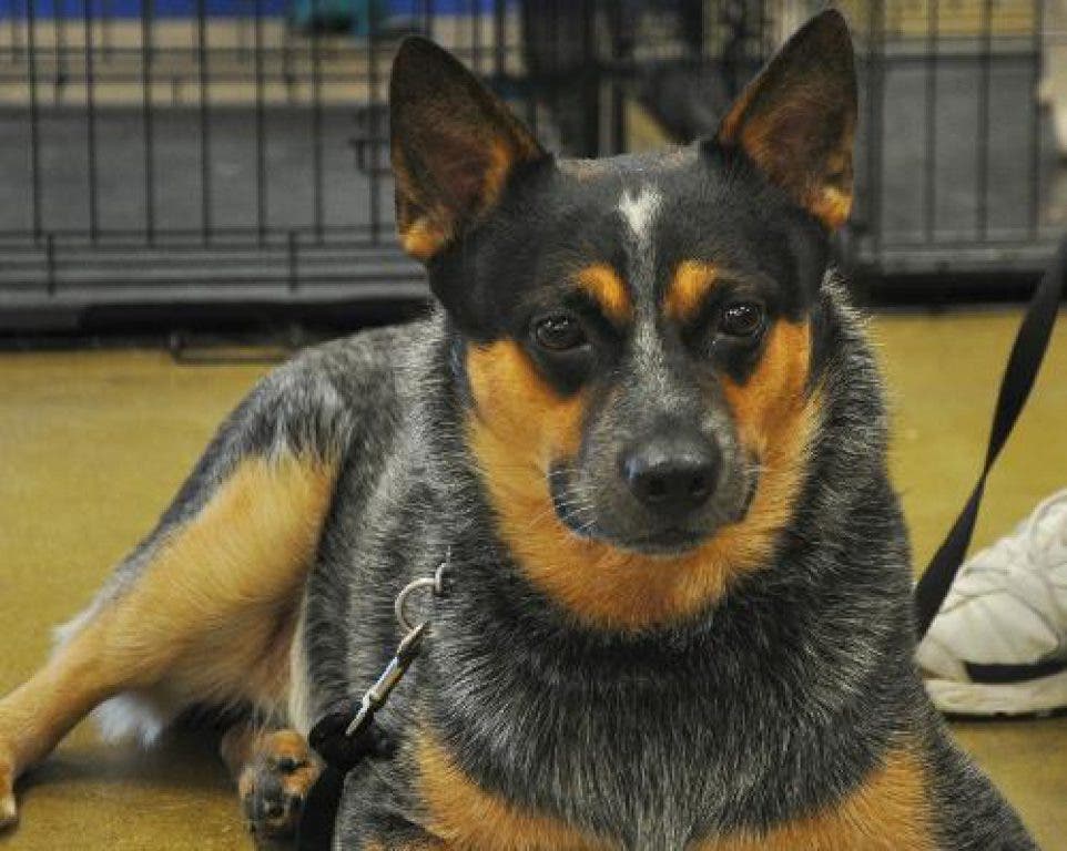 Adopt a Pet: Bo the Blue Heeler is Looking for a Loving Family | O ...