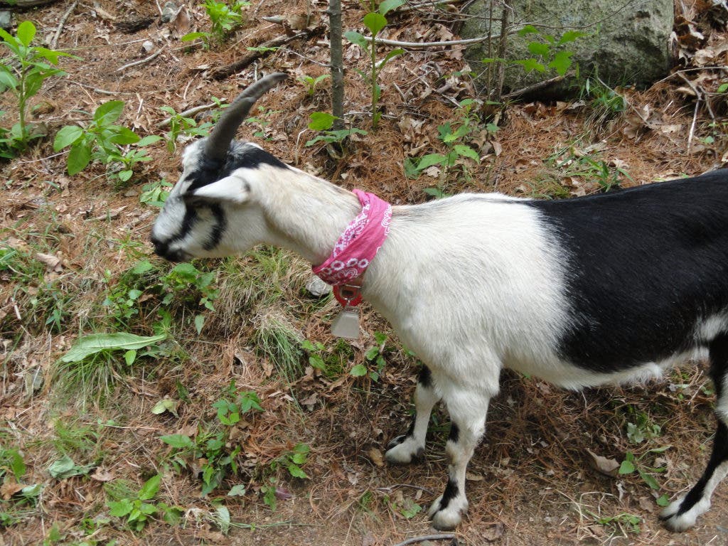 Baby Goats in Wellesley [PHOTOS, VIDEO] | Wellesley, MA Patch
