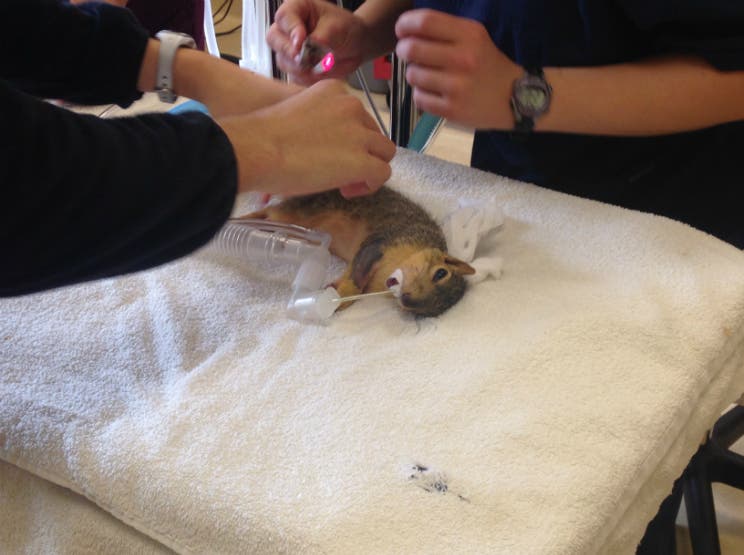 Local Vet Rescues, Gets Help for Squirrel with Glaucoma | Birmingham ...