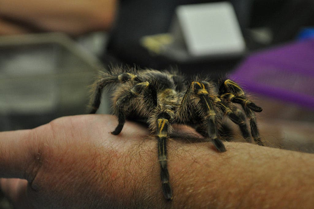 Discover the exciting world of bugs at Lake Metroparks' 24th annual Bug ...