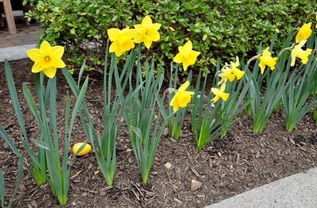 Photos: The Chelsea at Montville's Annual Easter Egg Hunt | Montville ...