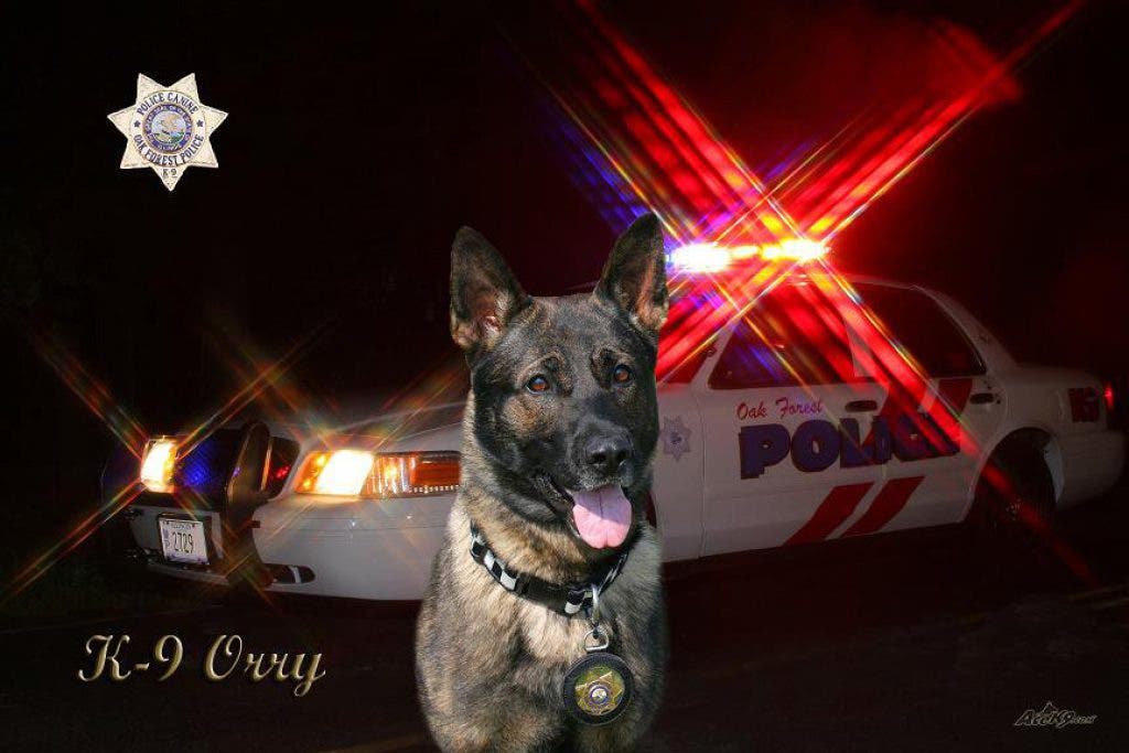 Have a Bite with Oak Forest Police K-9 Unit | Oak Forest, IL Patch