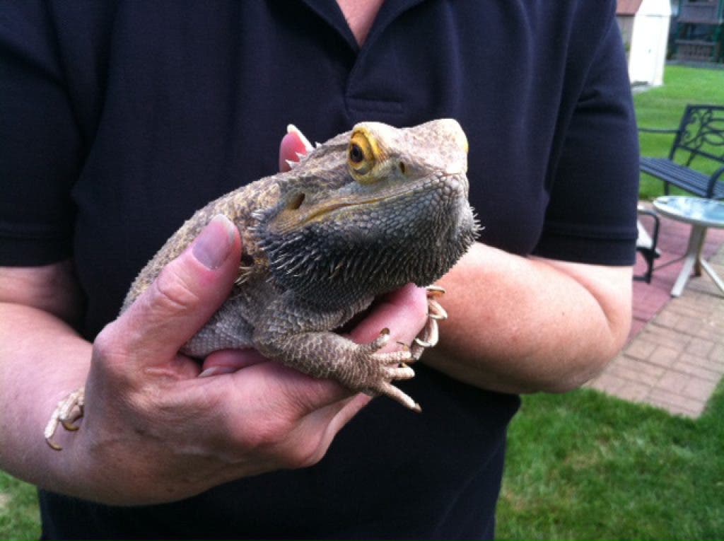 Lizard on the Loose! Local Woman Grateful for Safe Return of Runaway ...