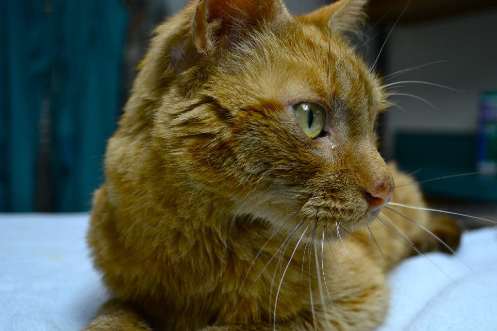 Stray Orange Tabby Cat Found Near Thompson Road [VIDEO] | Avon, CT Patch