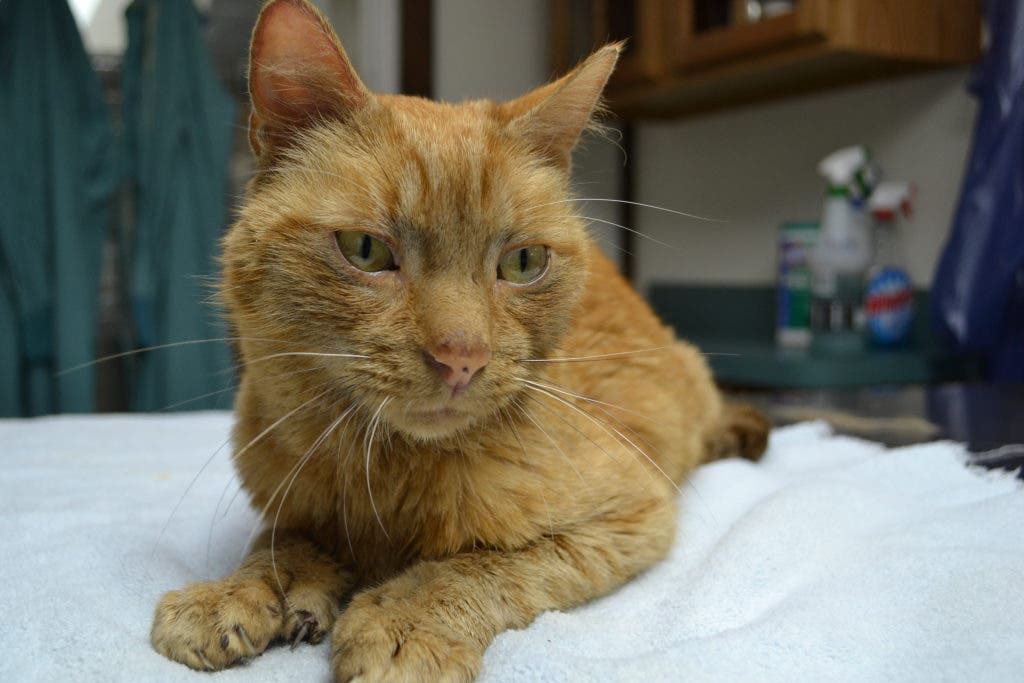 Stray Orange Tabby Cat Found Near Thompson Road [VIDEO] | Avon, CT Patch