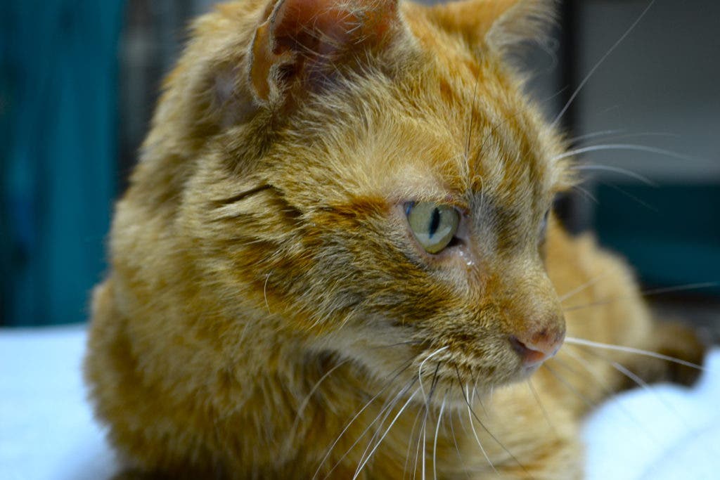 Stray Orange Tabby Cat Found Near Thompson Road [VIDEO] | Avon, CT Patch