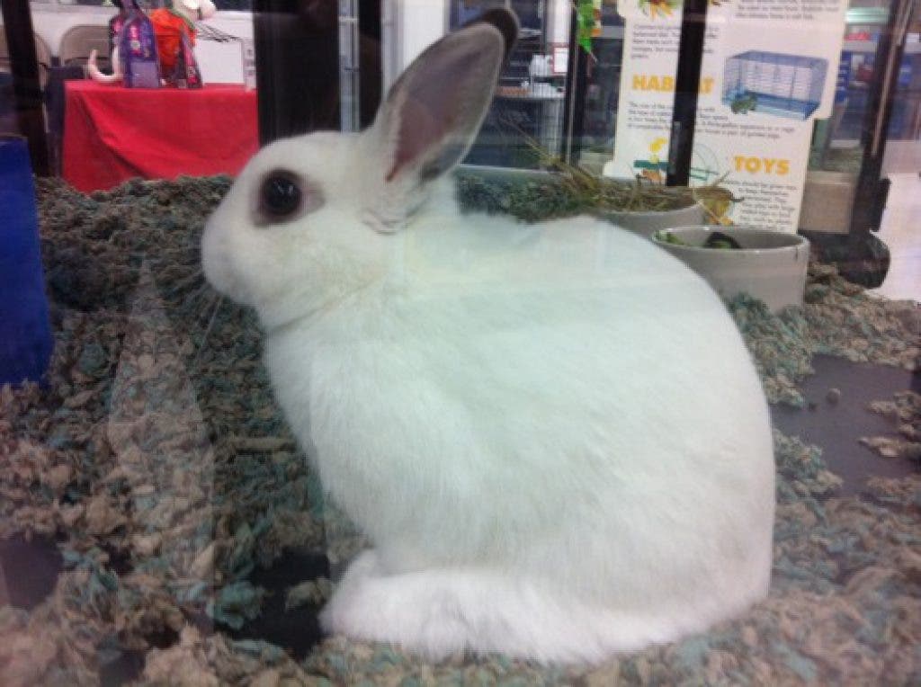 'Rascally' Rabbit Looking for a Home | Johns Creek, GA Patch