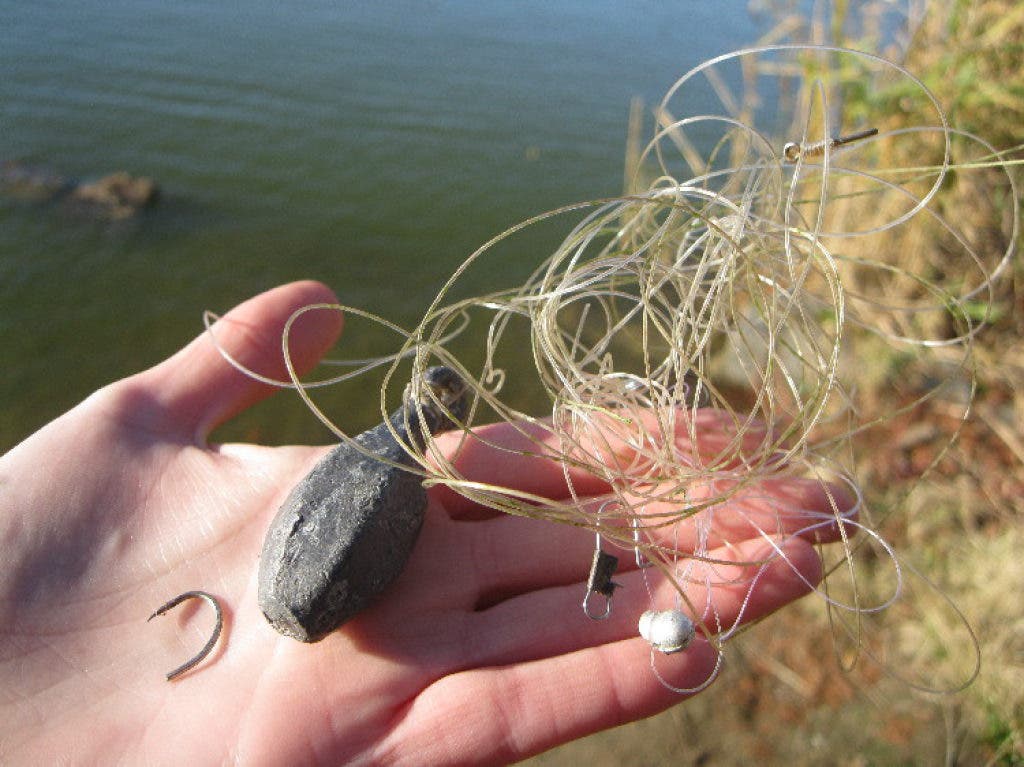 Park Birds Snagged by Fishing Line and Hooks | Prospect Heights, NY Patch