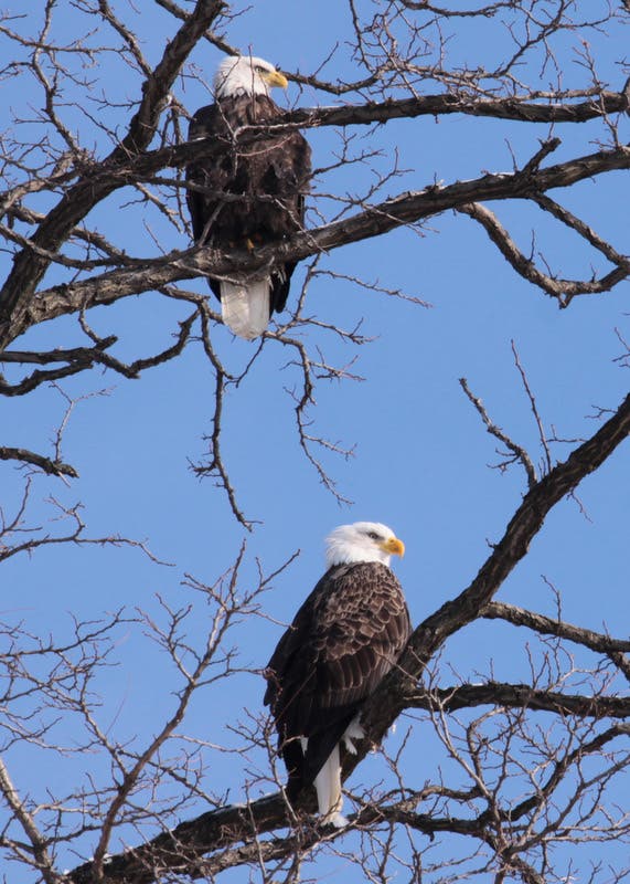 Bald Eagle Survey at the New Croton Dam and Visit to Black Rock Park ...