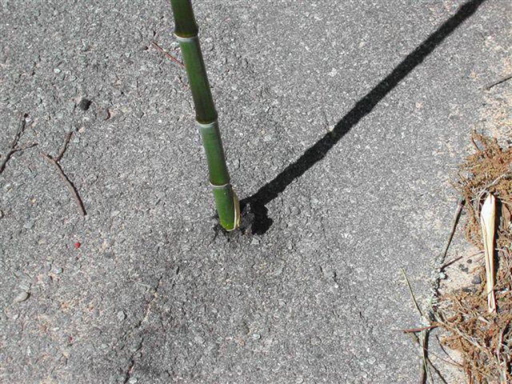 Invasive Bamboo in Woodbury, CT | Woodbury, CT Patch