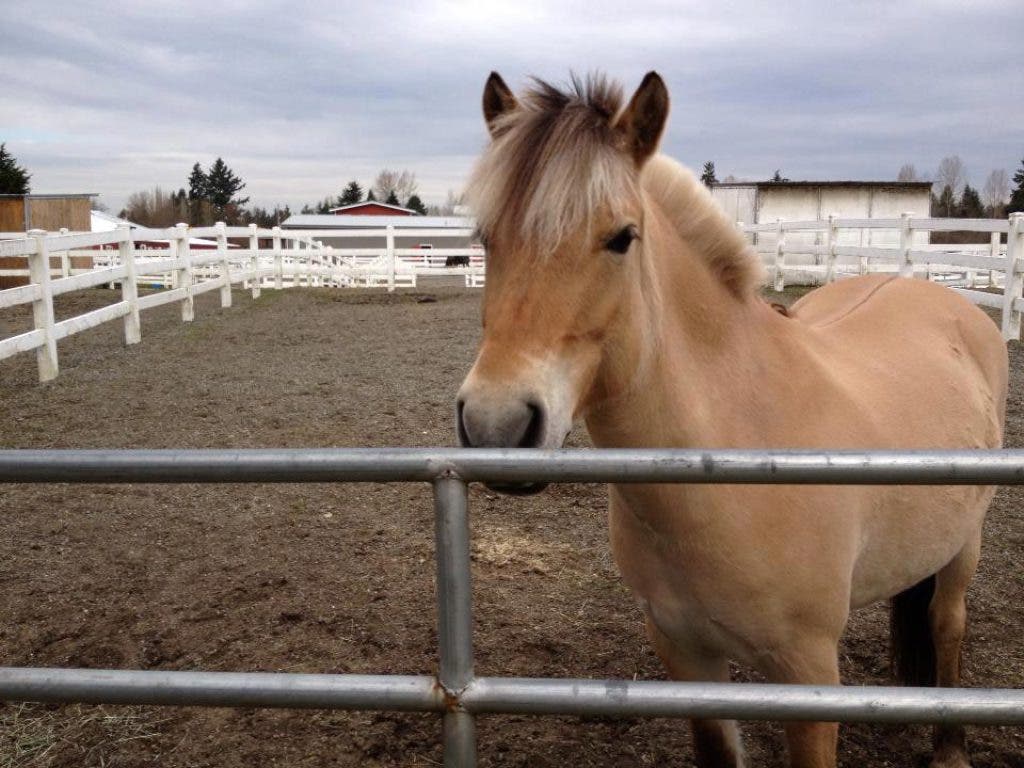 Woodinville's Little Bit Therapeutic Riding Center Moves to Redmond ...
