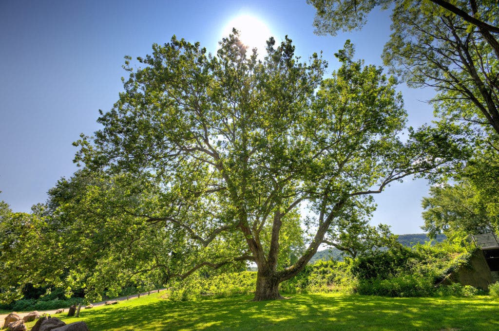 The Pinchot Sycamore Will Survive | Simsbury, CT Patch