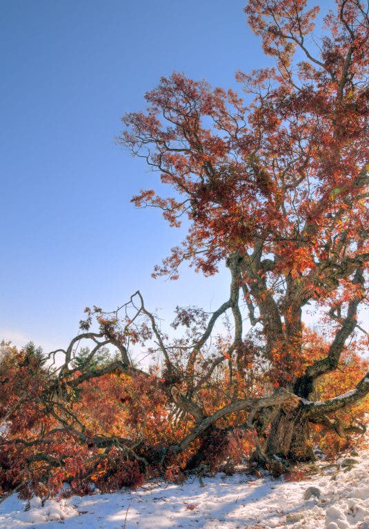 The Pinchot Sycamore Will Survive | Simsbury, CT Patch