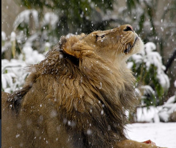 PHOTO: Lion in Winter, Smithsonian National Zoo | Georgetown, DC Patch