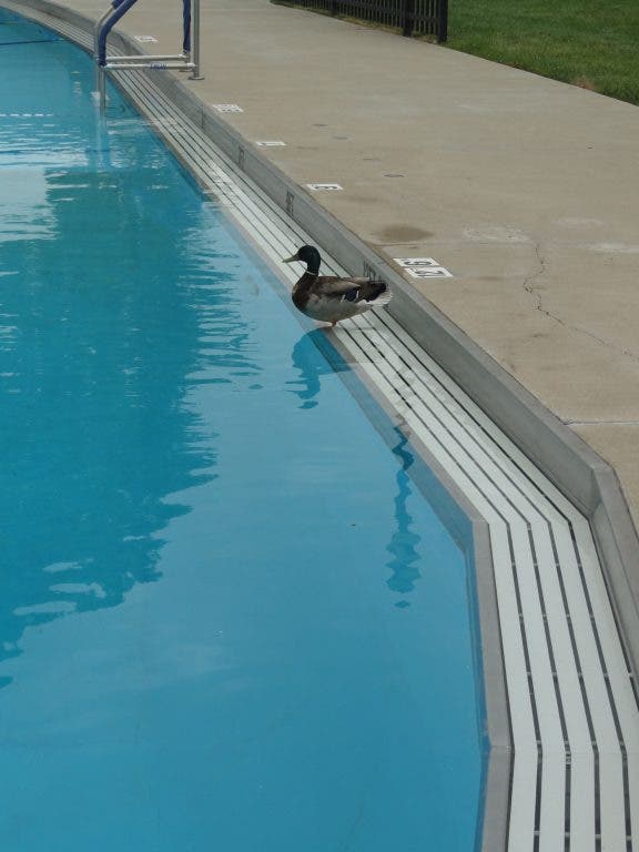 Summer Swim Season Is On; University City Opens Heman Park Pool ...