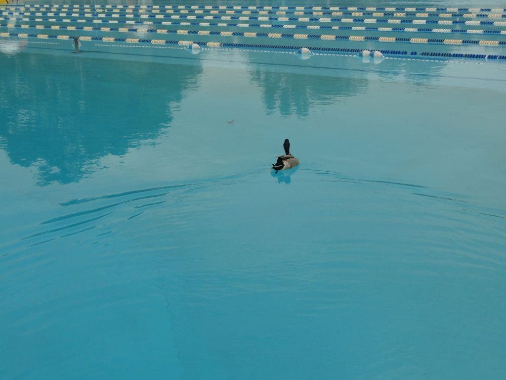 Summer Swim Season Is On; University City Opens Heman Park Pool ...