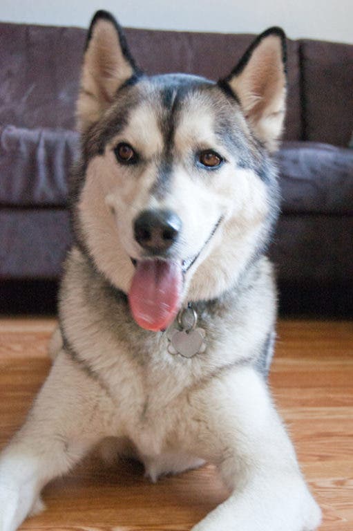 Pet of the Week: Butch, the Shoe-Eating Husky | Pinole, CA Patch