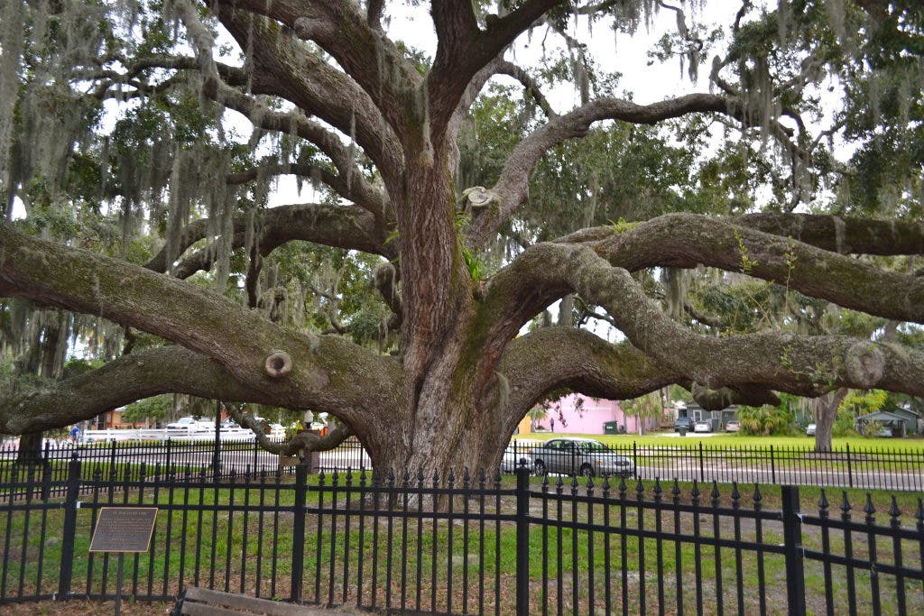 Baranoff Oak Preservation Project Begins Today | Safety Harbor, FL Patch