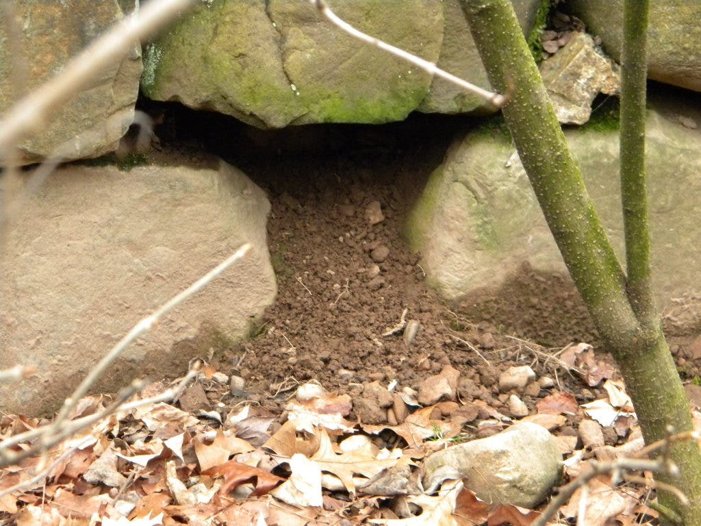 [Video] Summit's Groundhog Stand-in Says No More Winter/No mas invierno ...