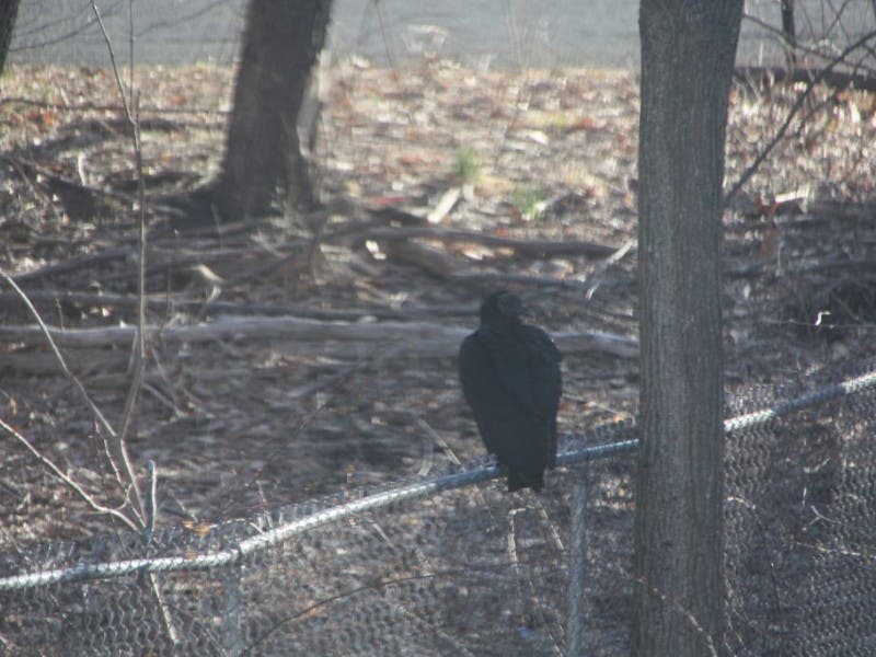 Moorestown Officials Bank on Turkey Vulture Carcass in Fight Against ...