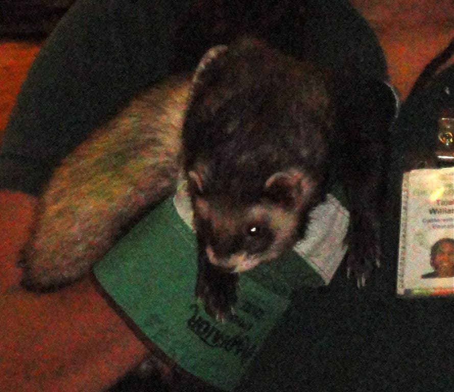 Furry, Stinky and Unique Animals Meet Face to Face with Brunswick Acres ...