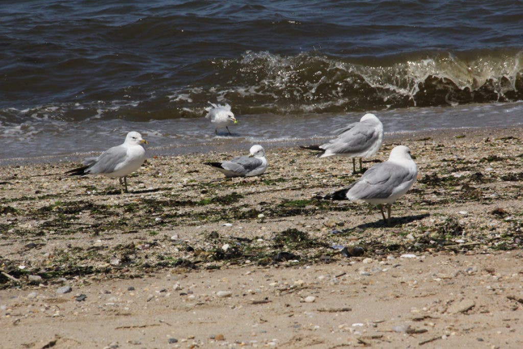 Photos: Summer at Short Beach | Smithtown, NY Patch