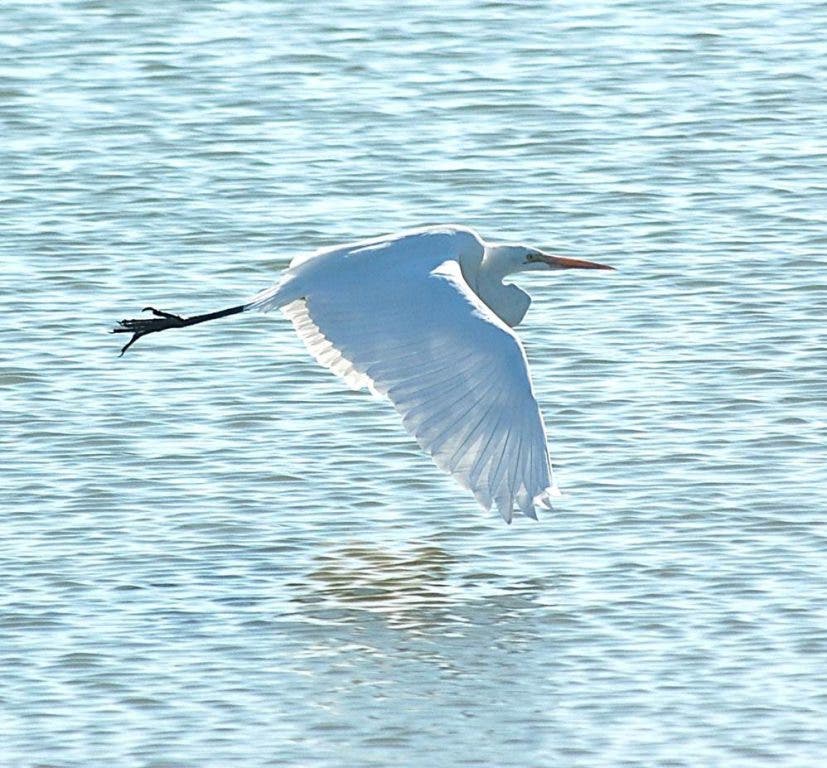 Reap the Sights at Bahia Marsh | Novato, CA Patch