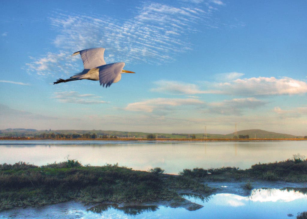 Reap the Sights at Bahia Marsh | Novato, CA Patch