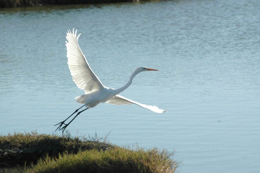 Reap the Sights at Bahia Marsh | Novato, CA Patch