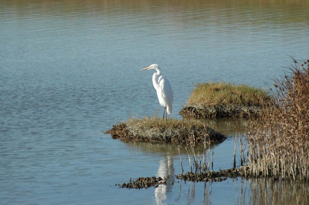 Reap the Sights at Bahia Marsh | Novato, CA Patch