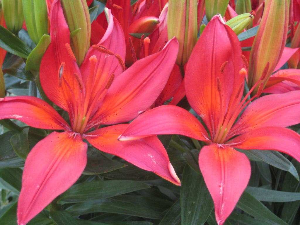 Sun Loving Lilies: Hardy Color | Marion, IA Patch