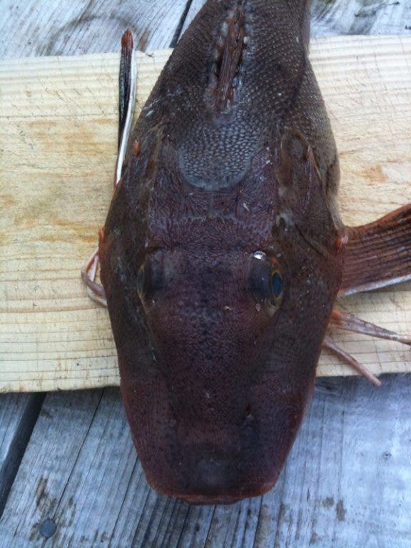 Sea Robins, the Ugly White Meat | Southampton, NY Patch