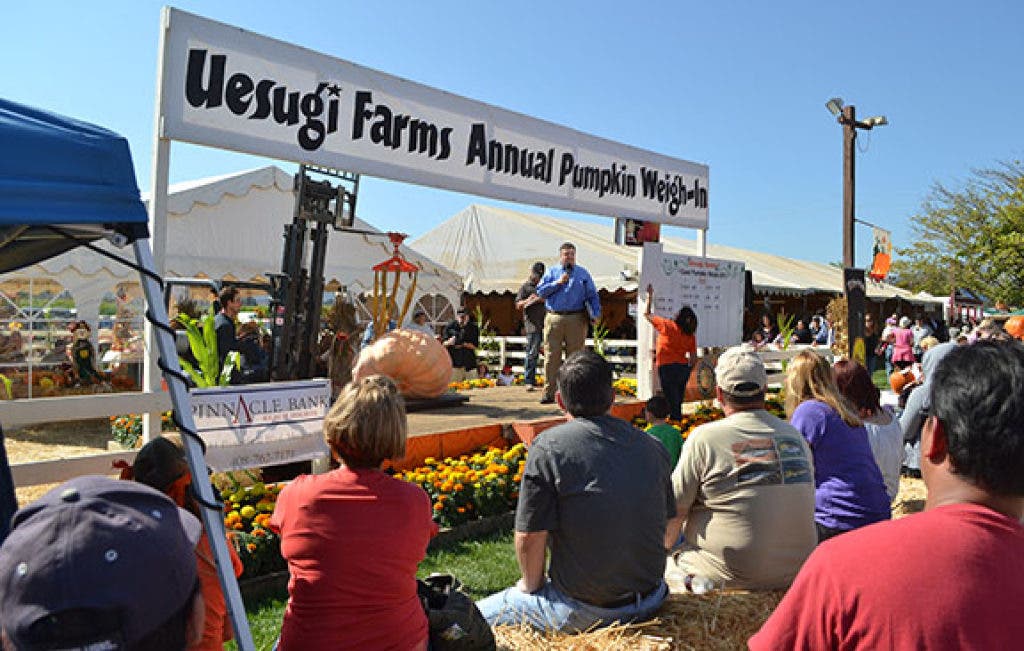 Giant Pumpkins Take Over Uesugi Farms | Gilroy, CA Patch