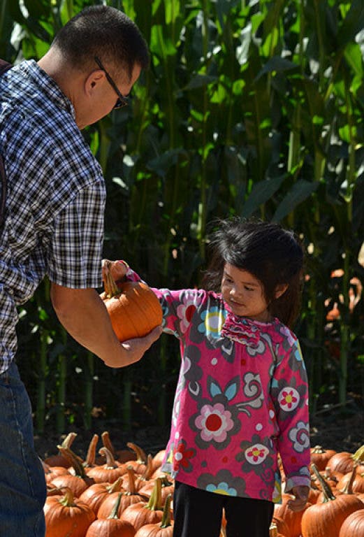 Giant Pumpkins Take Over Uesugi Farms | Gilroy, CA Patch