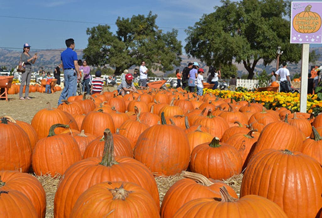 Giant Pumpkins Take Over Uesugi Farms | Gilroy, CA Patch