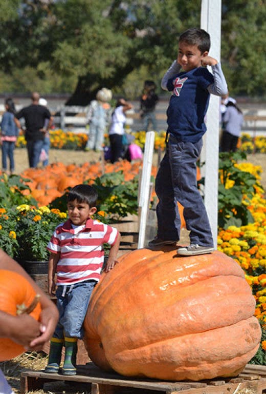 Giant Pumpkins Take Over Uesugi Farms | Gilroy, CA Patch