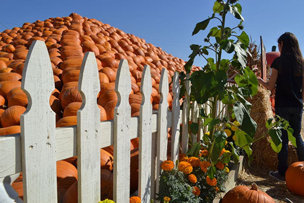 Giant Pumpkins Take Over Uesugi Farms | Gilroy, CA Patch