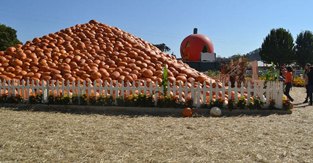 Giant Pumpkins Take Over Uesugi Farms | Gilroy, CA Patch