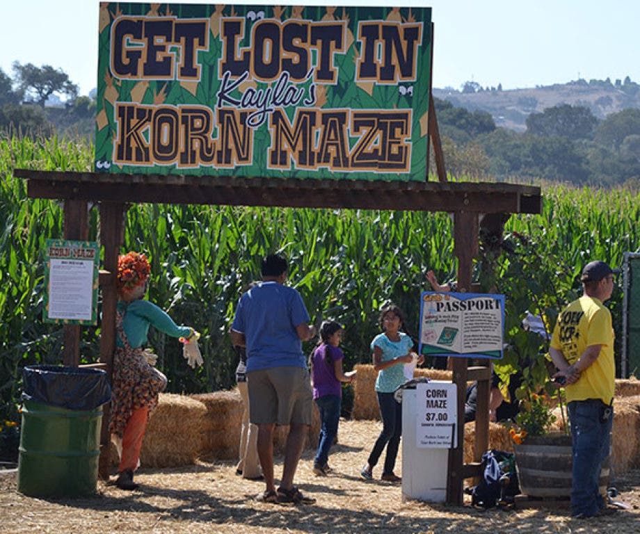 Giant Pumpkins Take Over Uesugi Farms | Gilroy, CA Patch