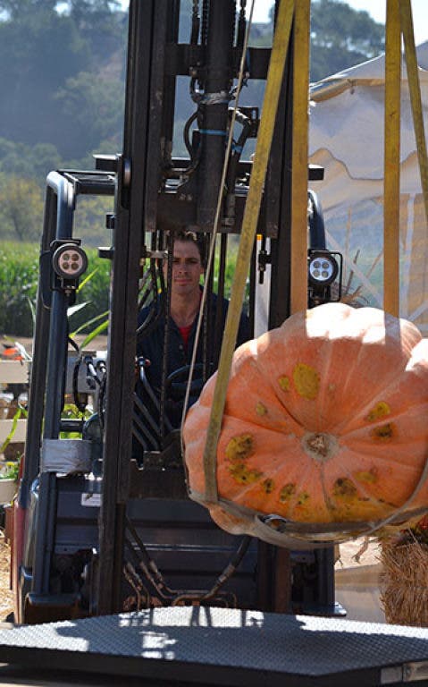 Giant Pumpkins Take Over Uesugi Farms | Gilroy, CA Patch