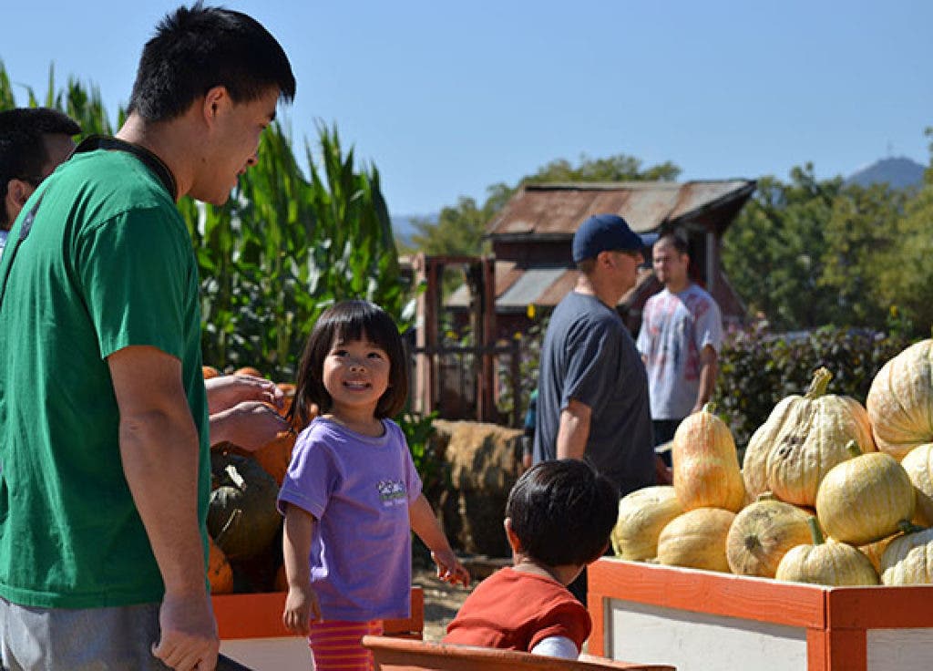 Giant Pumpkins Take Over Uesugi Farms | Gilroy, CA Patch