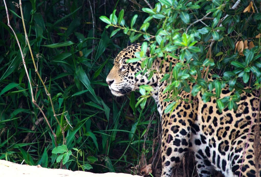 PHOTOS: See Brazil's Wildlife Up Close | Lake Forest, CA Patch