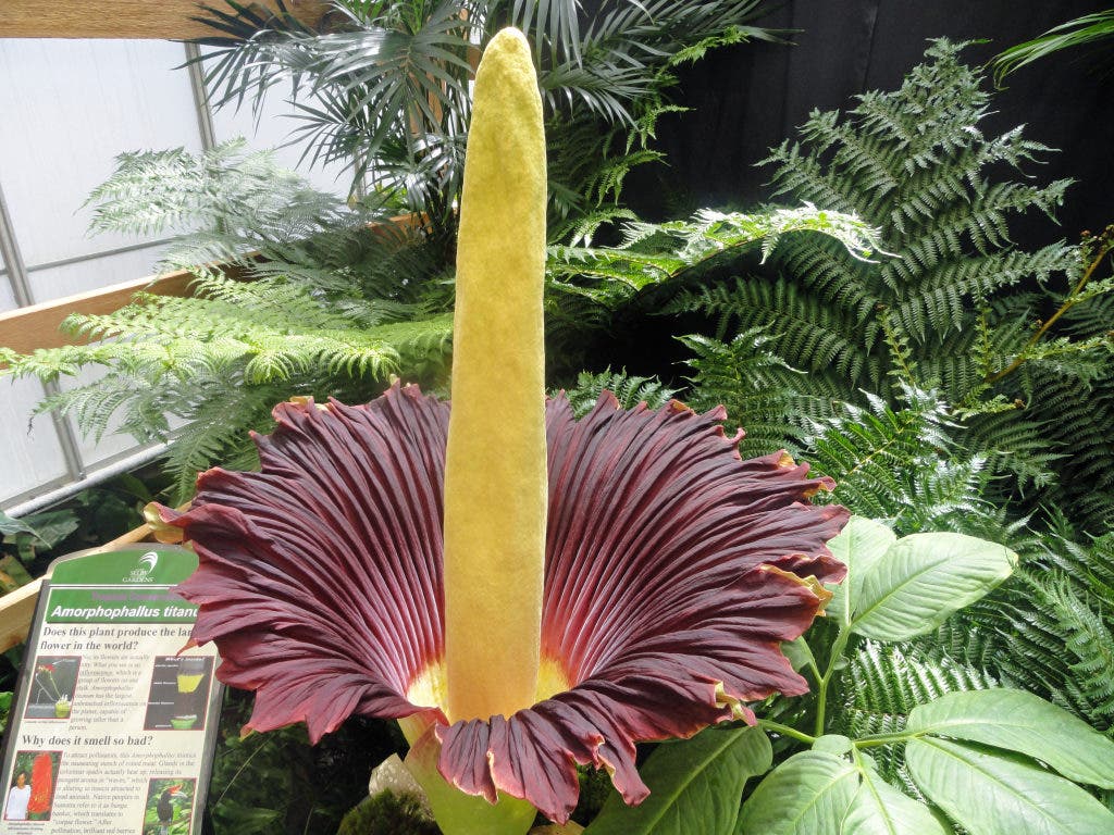 UPDATE: Rare Corpse Plant Blooms at Selby Gardens | Sarasota, FL Patch