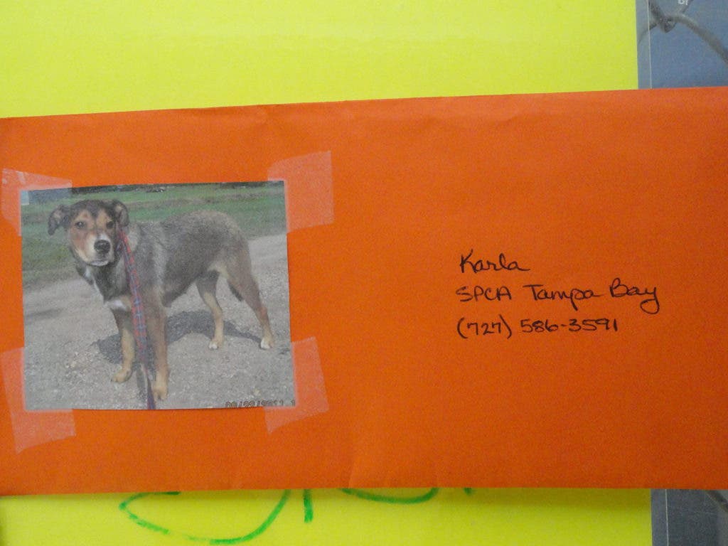 Nine Dogs Saved From Overcrowded Shelter, Shipped to SPCA | Largo, FL Patch