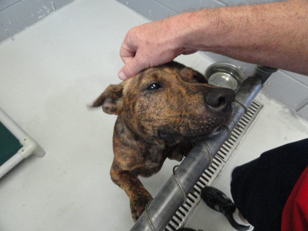 Nine Dogs Saved From Overcrowded Shelter, Shipped to SPCA | Largo, FL Patch